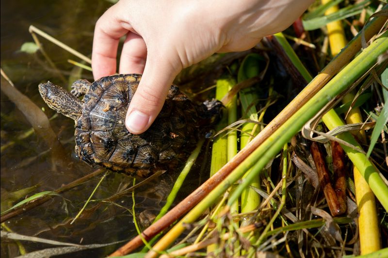 Endangered turtles head back to the wild August 11 | Westside Seattle